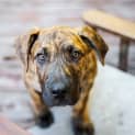 Swish - Large Male Mixed Dog in NSW - PetRescue