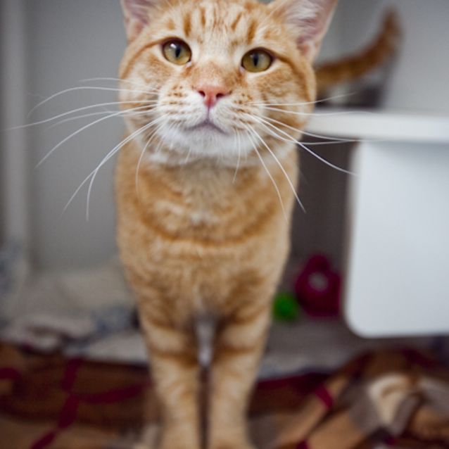 Bao Bao - Male Domestic Short Hair Cat in NSW - PetRescue