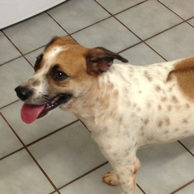 Fizzy - Small Male Jack Russell Terrier x Rhodesian Ridgeback Mix in WA ...