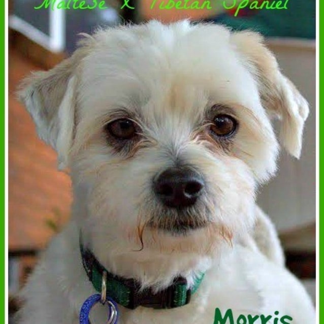 Morris ~ Maltese X Tibetan Spaniel (Trial 30/5/15) - Small Male Maltese ...