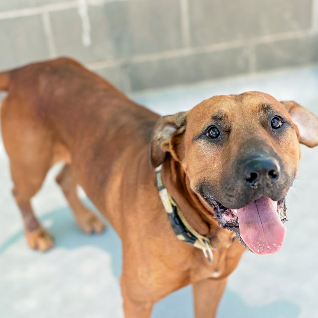Sting - Large Male Bloodhound x Rhodesian Ridgeback Mix in QLD - PetRescue