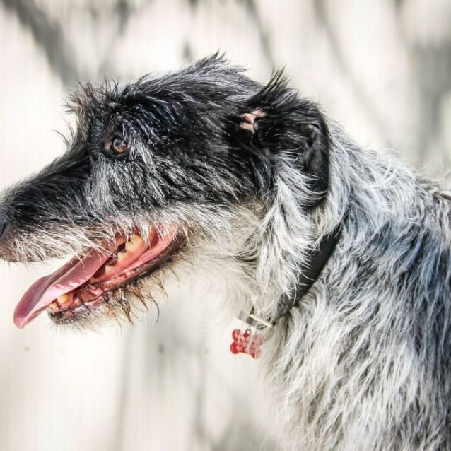 Sandy - Medium Female Staghound Mix in VIC - PetRescue
