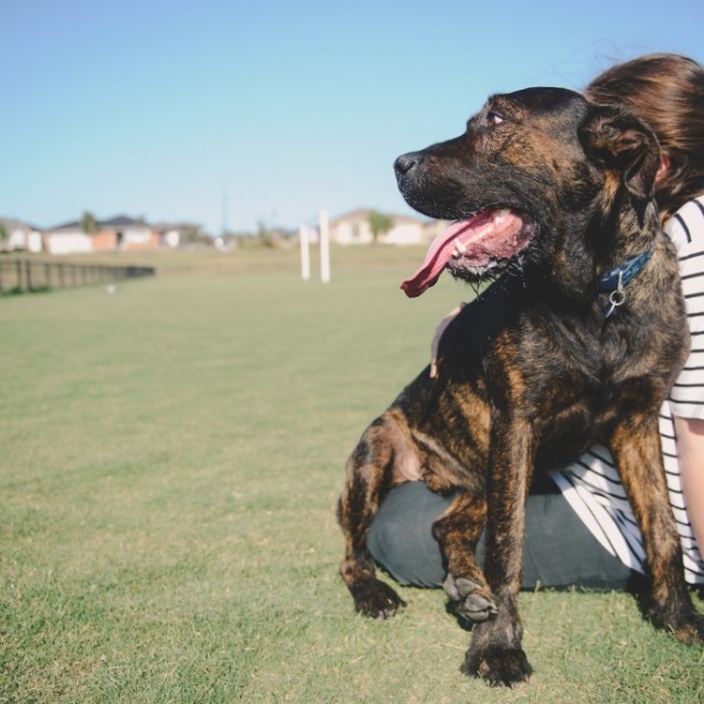 Titan - Large Male Mastiff Mix in VIC - PetRescue
