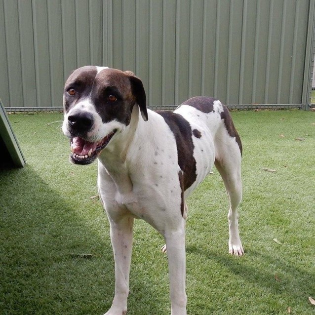 Lucy - Large Female Bull Arab Mix in QLD - PetRescue