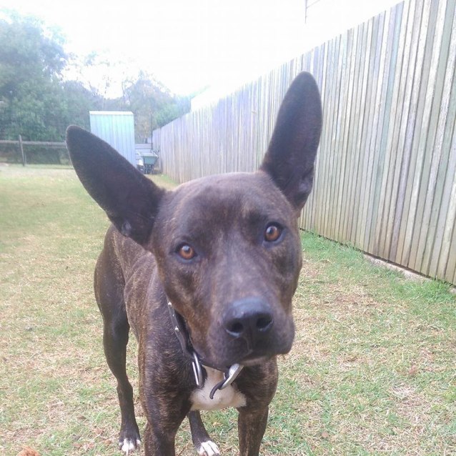 Niles - Medium Male Australian Cattle Dog x Mastiff Mix in QLD - PetRescue