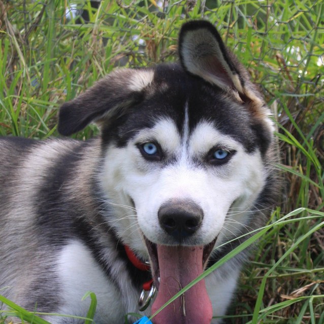 Spirit - Large Female Alaskan Malamute x Siberian Husky Mix in NSW ...