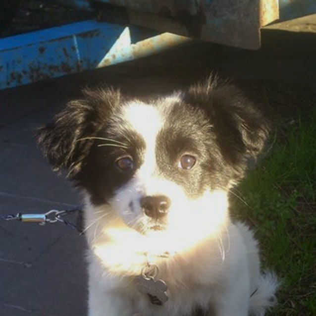 Lily - Small Female Papillon x Jack Russell Terrier Mix in VIC - PetRescue