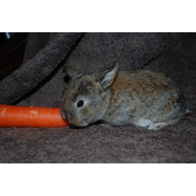 Baby 2- Male Agouti Rabbit - Male Rabbit in NSW - PetRescue