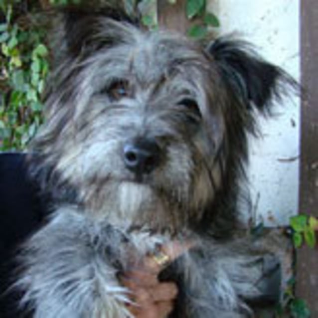 Silver - Small Male Terrier Mix Dog in NSW - PetRescue