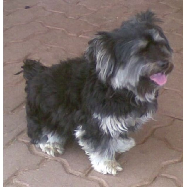 Ellie - Small Female Maltese x Australian terrier Mix Dog in NSW ...