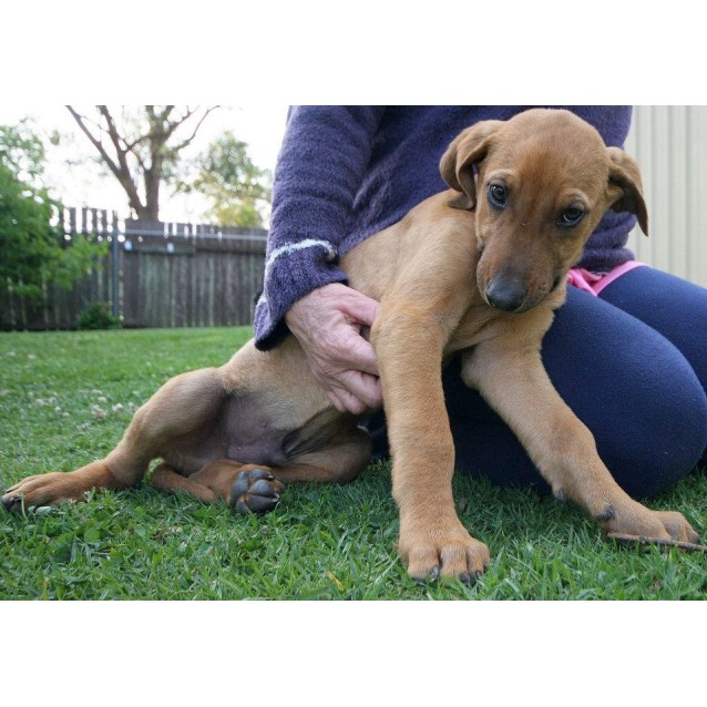 Dash (On Trial 12/10/12) - Large Male Doberman x Staffy Dog in NSW ...