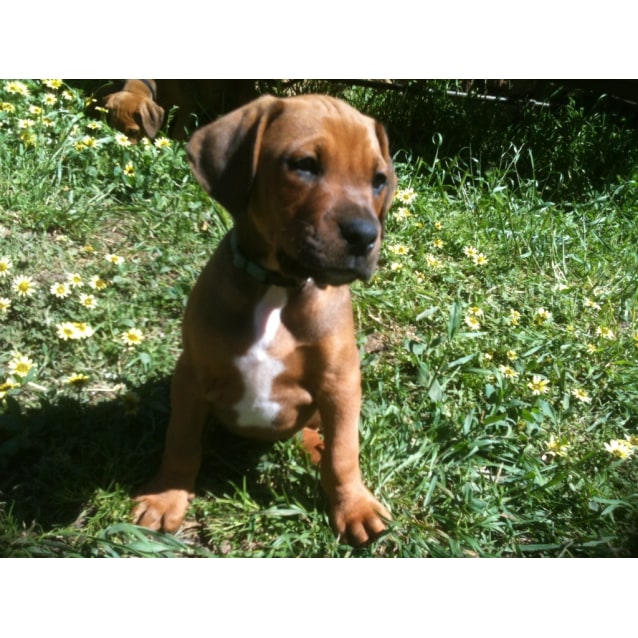 Manny (AV553) - Medium Male Boxer x Doberman Mix Dog in WA - PetRescue