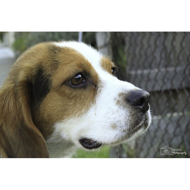 Jack The Beaglier - Medium Male Beagle x Cavalier King Charles Spaniel ...