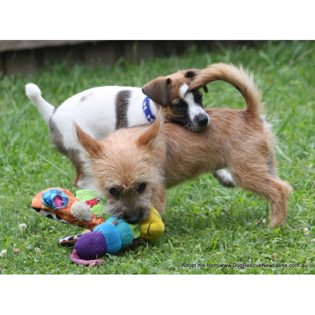 Sammy (On Trial 11/1/15)~ Jrt x Mini Foxy puppy - Small Male Jack ...