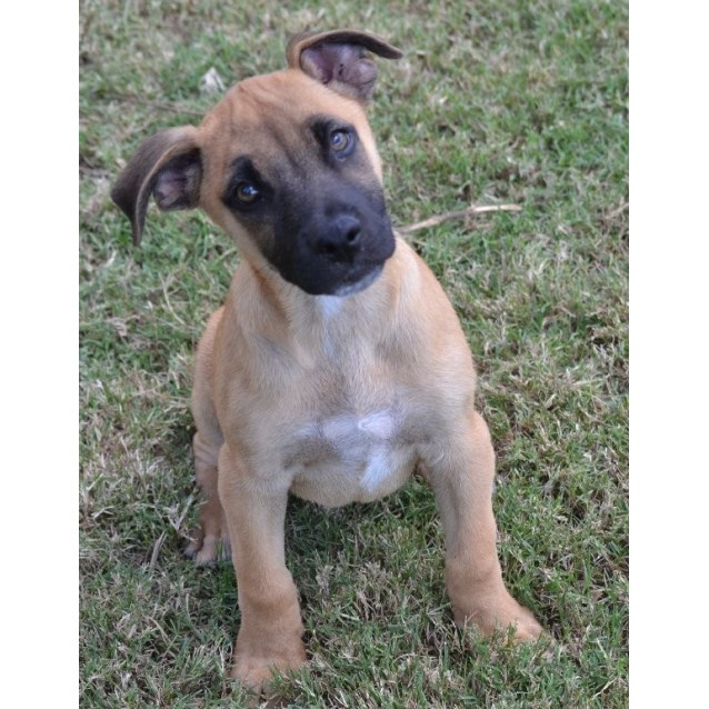 Booth - Large Male American Bulldog x Belgian Shepherd Malinois Mix Dog ...