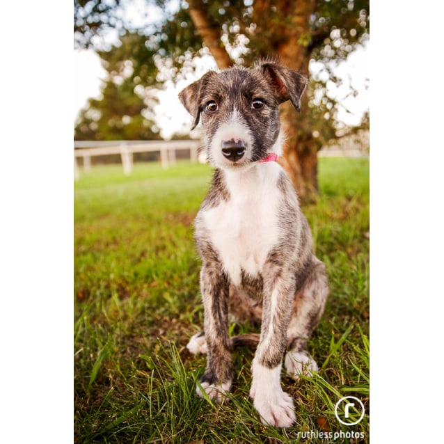 Aikido - Large Female Mixed Breed Dog Dog in NSW - PetRescue