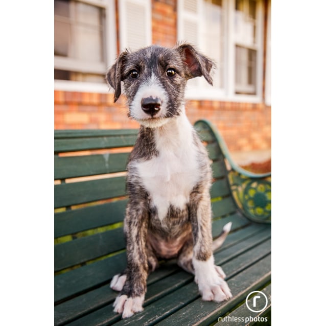 Aikido - Large Female Mixed Breed Dog Dog in NSW - PetRescue