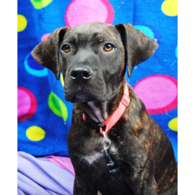 Sunny - Small Male Rhodesian Ridgeback x Staffordshire Bull Terrier Mix ...