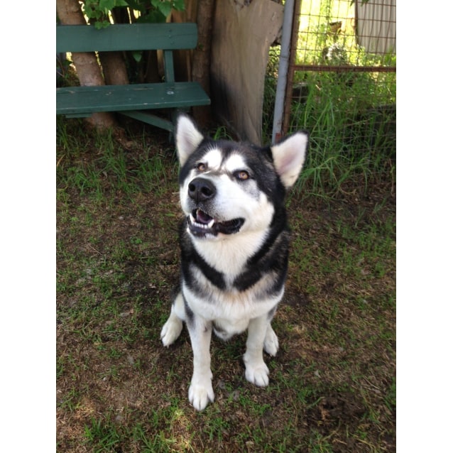 Katan - Large Male Alaskan Malamute Dog in NSW - PetRescue