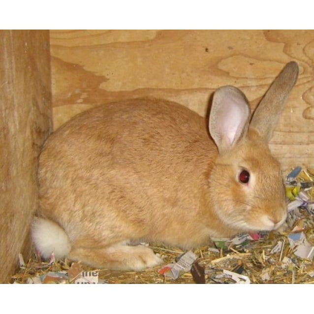 Ginger - Female Rabbit in NSW - PetRescue