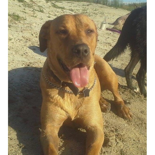 Amber - Ridgeback x Lab - Medium Female Labrador x Ridgeback Dog in VIC ...