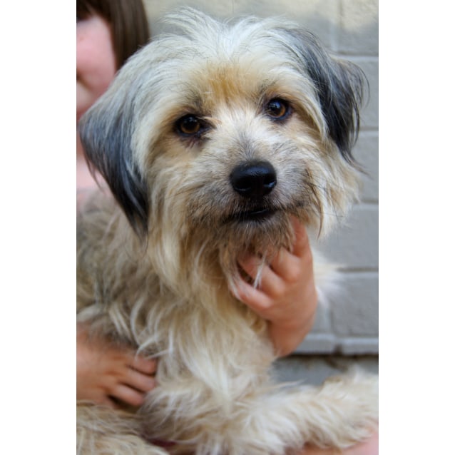 Benji - Small Male Terrier Mix Dog in NSW - PetRescue