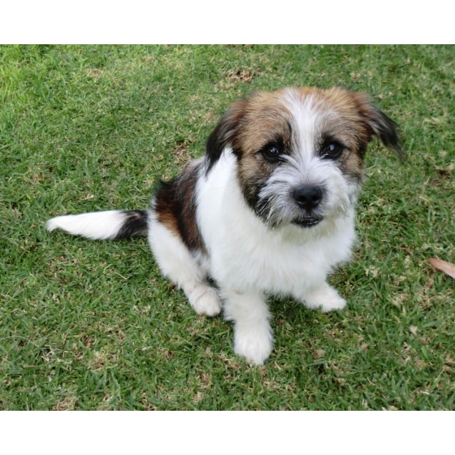 Rosie *On Trial in Her New Home* - Small Female Jack Russell Terrier x ...