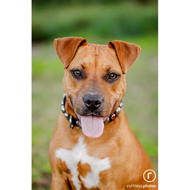 Fiji - Medium Female Mixed Breed Dog Dog in NSW - PetRescue
