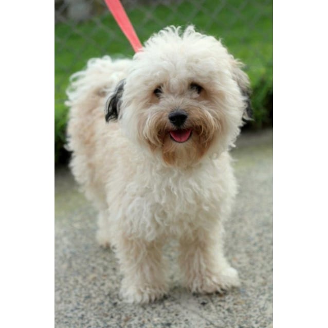 Charlie - Small Male Lhasa Apso x Poodle (Miniature) Mix Dog in NSW ...