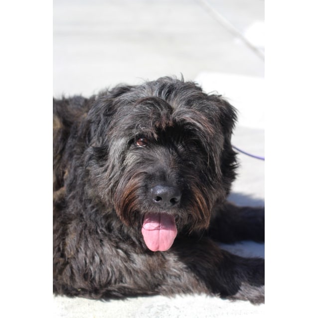 Sami - Large Male Bouvier Des Flandres Mix Dog in QLD - PetRescue