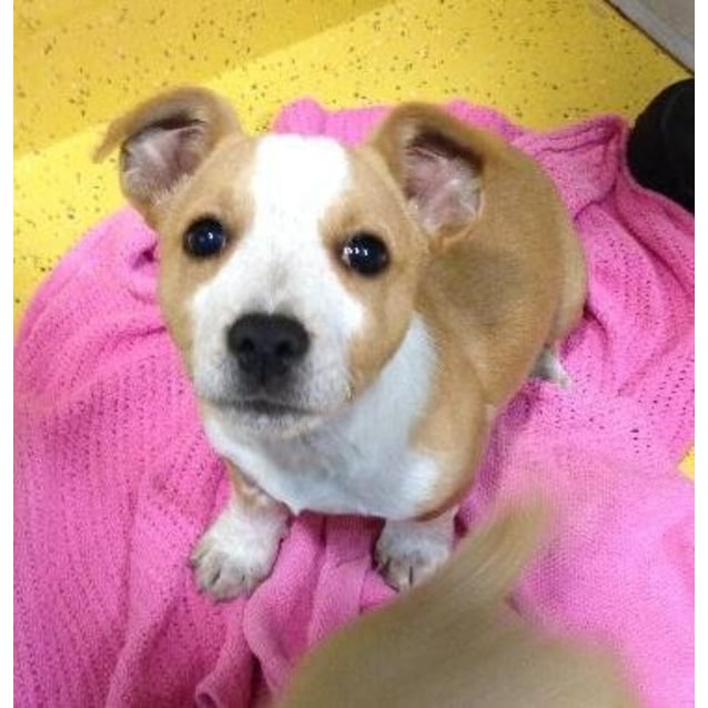 Azlan - Small Male Staffordshire Bull Terrier x Corgi Cardigan Welsh ...