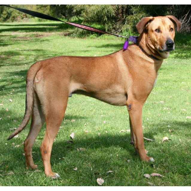 Suni - Large Male Rhodesian Ridgeback Mix Dog in WA - PetRescue