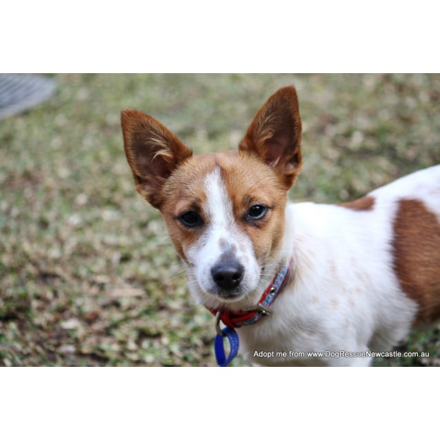 Sunny, Dachshund x Mini Foxy (On Trial 16/9/14) - Small Male Dachshund ...
