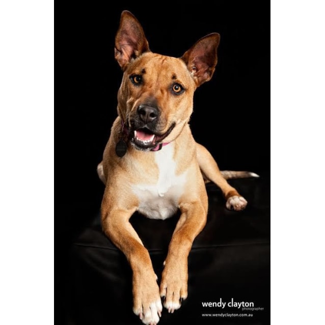 Brandy - Medium Female Red Heeler x Ridgeback Mix Dog in VIC - PetRescue