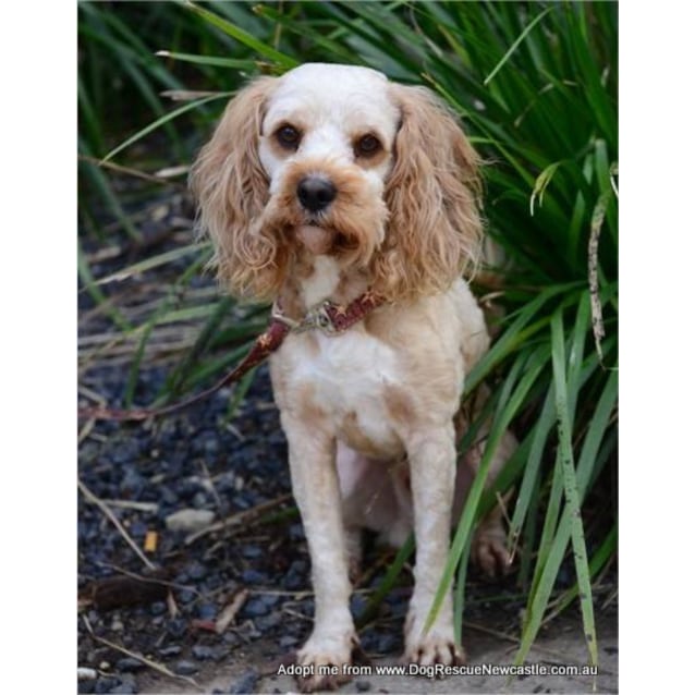 Jack the Cavoodle (On Trial 17/9/14) - Medium Male Cavalier King ...