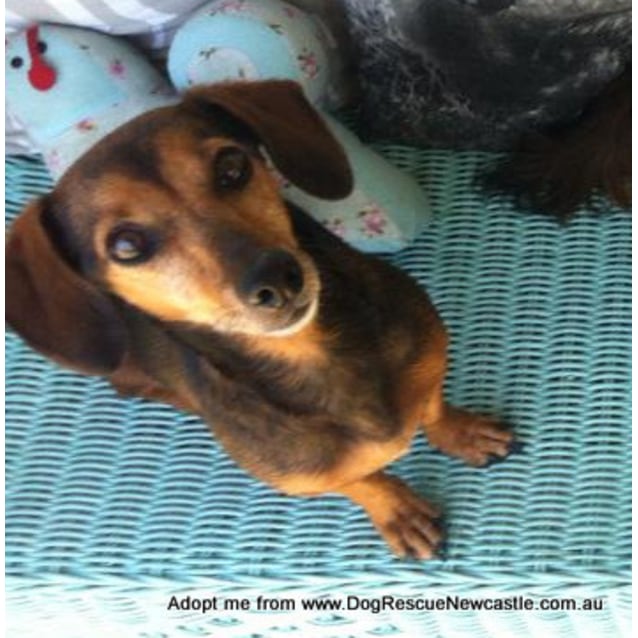 Collie (On Trial 7/2/15) ~ dachshund x mini foxy - Small Female ...