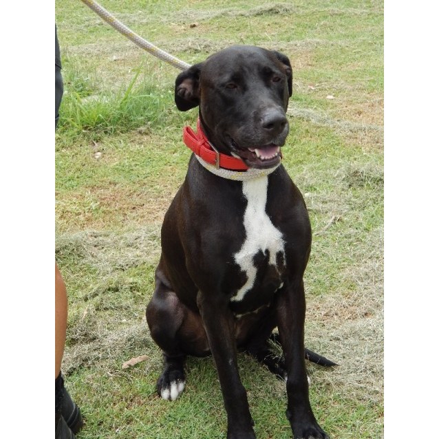 Black Betty - Large Female Bull Arab Mix Dog in QLD - PetRescue