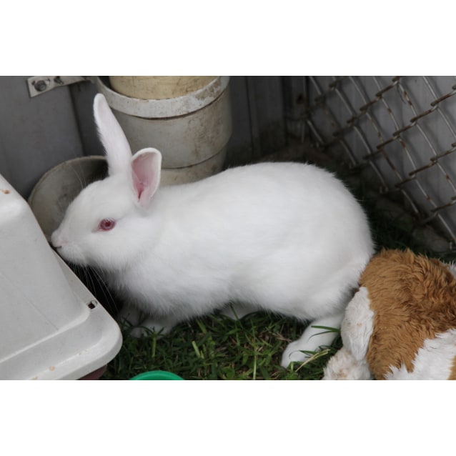 Carlos - Male Netherland Dwarf x Rex Mix Rabbit in NSW - PetRescue