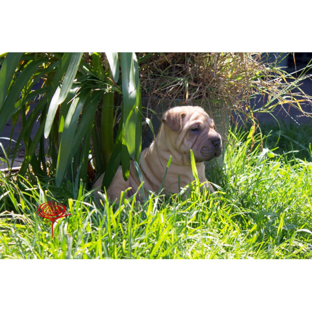 Shar pei X staffy pups - Medium Female Shar Pei Mix Dog in VIC - PetRescue