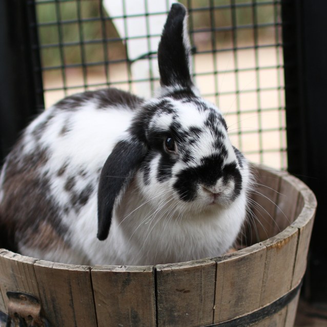 Panda - Male Rabbit Mix Rabbit in NSW - PetRescue