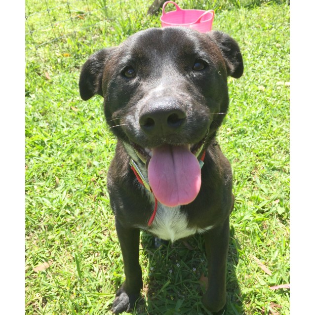 Petey ~ Cattle Dog x Staffy (On Trial 20/3/16) - Medium Male Australian ...