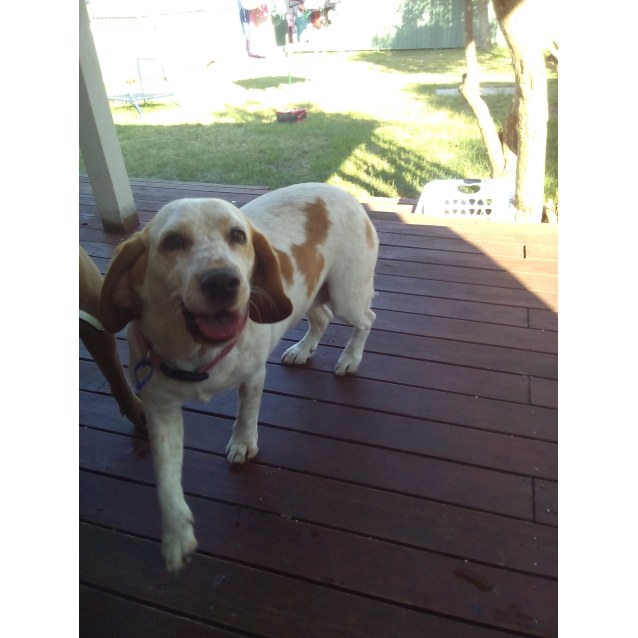 Peachy ~ Beagle x Cocker Spaniel (trial 8/11/15) - Medium Female Beagle ...