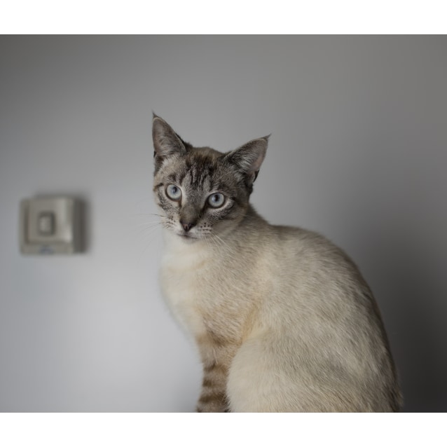 Jazzy - Female Manx x Siamese Mix Cat in QLD - PetRescue