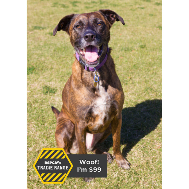 Bess - Medium Female Boxer x Dutch Shepherd Mix Dog in QLD - PetRescue