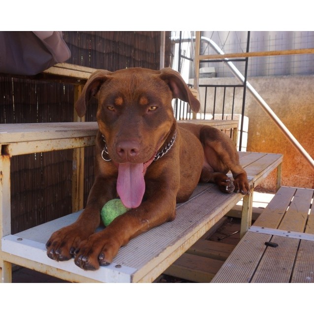 Mustang - Medium Male Doberman x Mastiff Mix Dog in WA - PetRescue