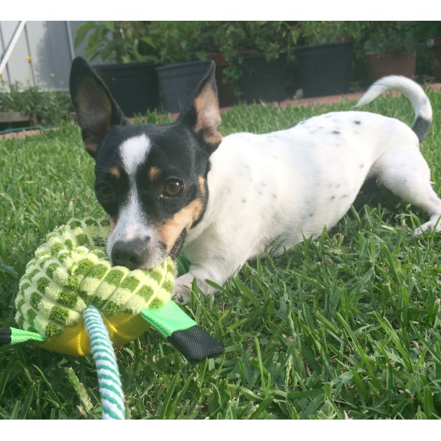 Darcy ~ Mini Foxy ~ On Trial 11/4/15 - Small Male Miniature Fox Terrier ...