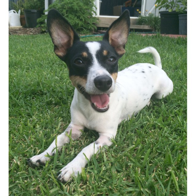 Darcy ~ Mini Foxy ~ On Trial 11/4/15 - Small Male Miniature Fox Terrier ...