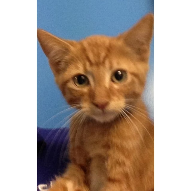 Stumpy - Male Domestic Short Hair x Manx Mix Cat in NSW - PetRescue