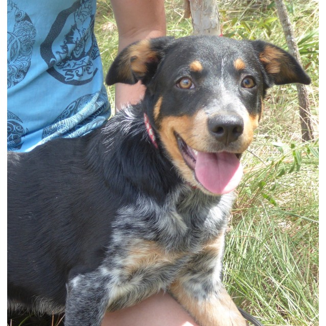 Rufus - Small Male Rottweiler x Smithfield Cattle Dog Mix Dog in QLD ...