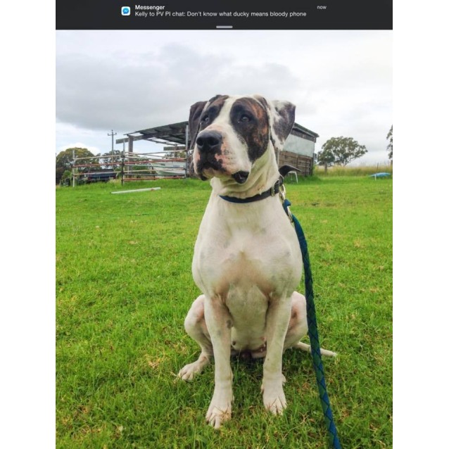 Zaylee - Large Female American Bulldog x Bull Arab Mix Dog in NSW ...